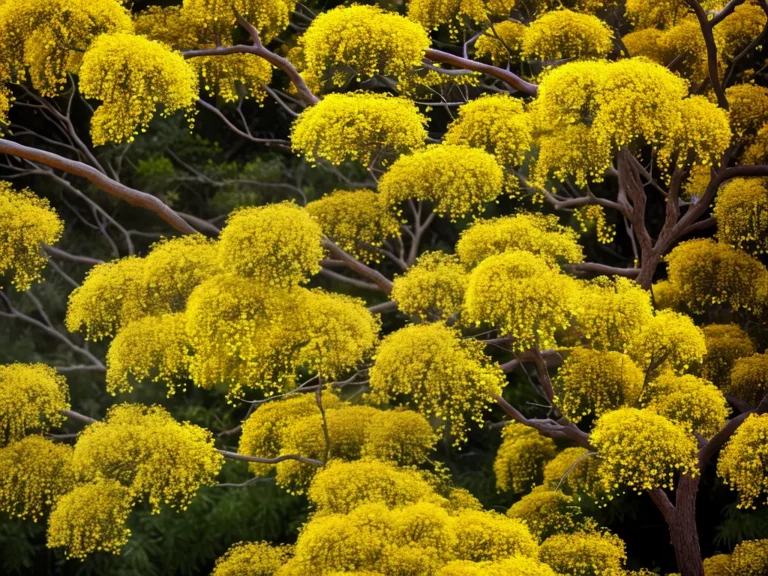 Descubra a Beleza da Acacia seyal