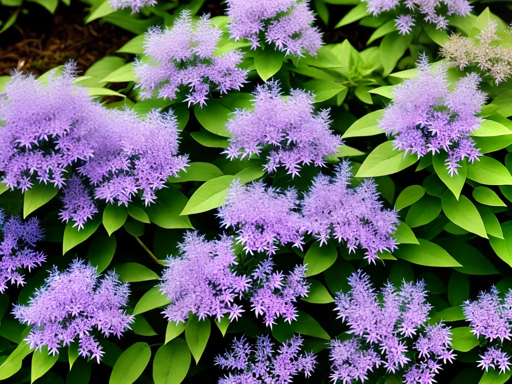 Explorando as Cores da Breynia Disticha