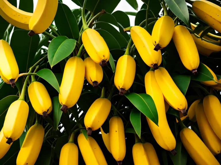Bananeira Musa x Nanica: Qual a Melhor?