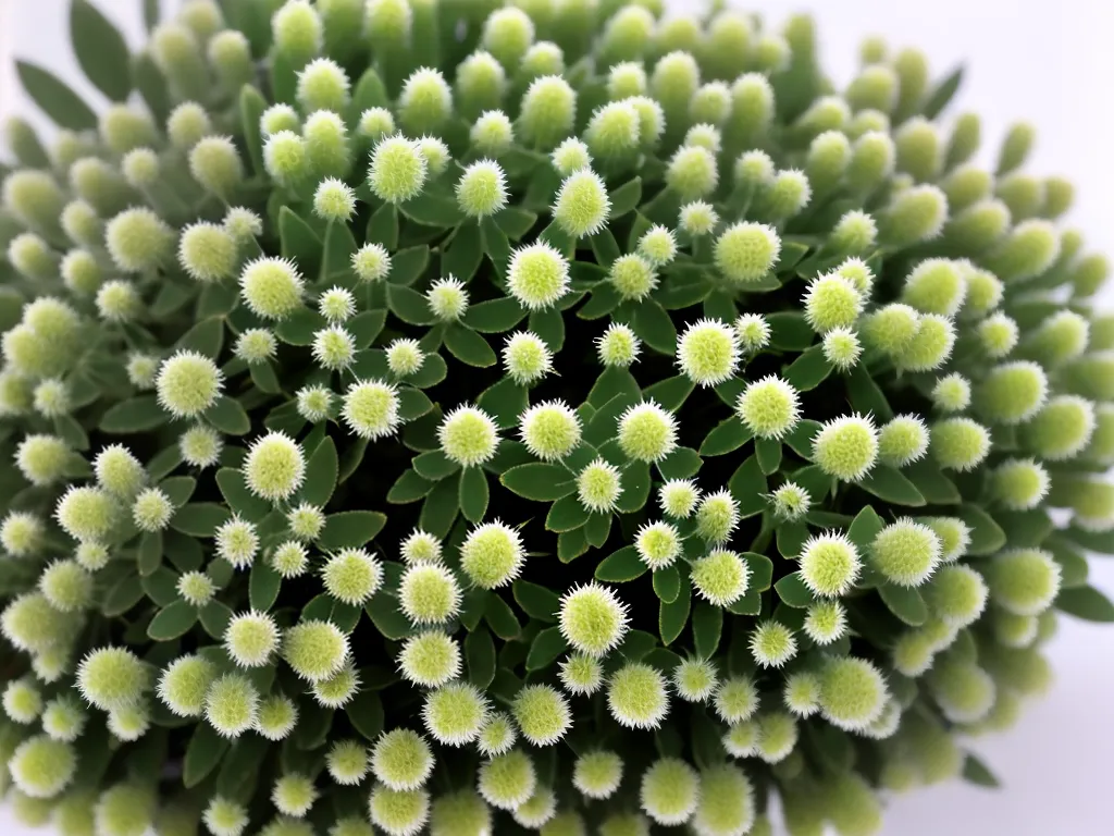 Descubra a Beleza da Sálvia-do-Texas